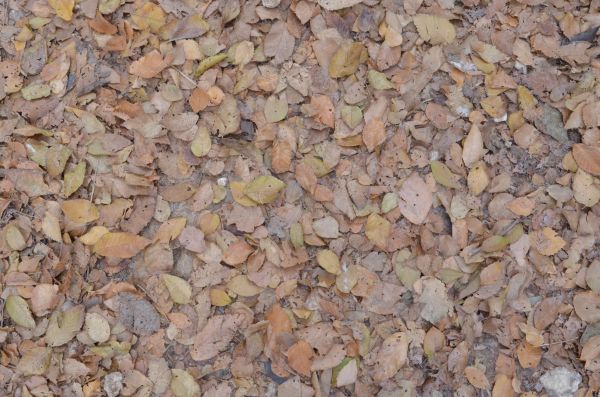 leaves on the ground texture 0041 - Texturelib